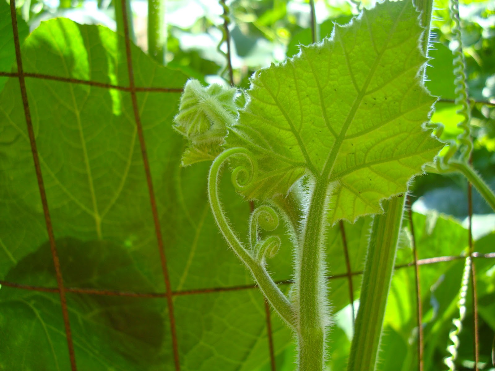 Taste of Nepal: Garden Fresh Pumpkin Shoots (Pharsi ko Munta)