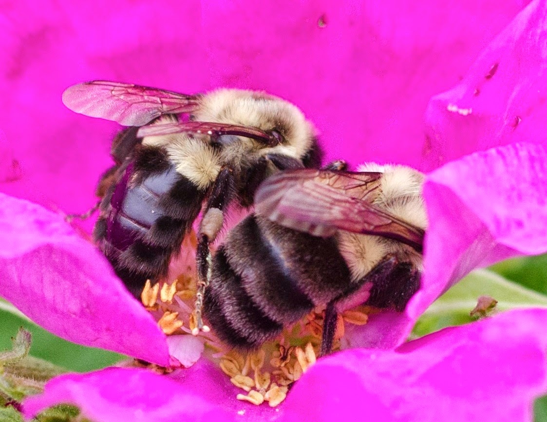 Urban Wildlife Guide: Dumbledore