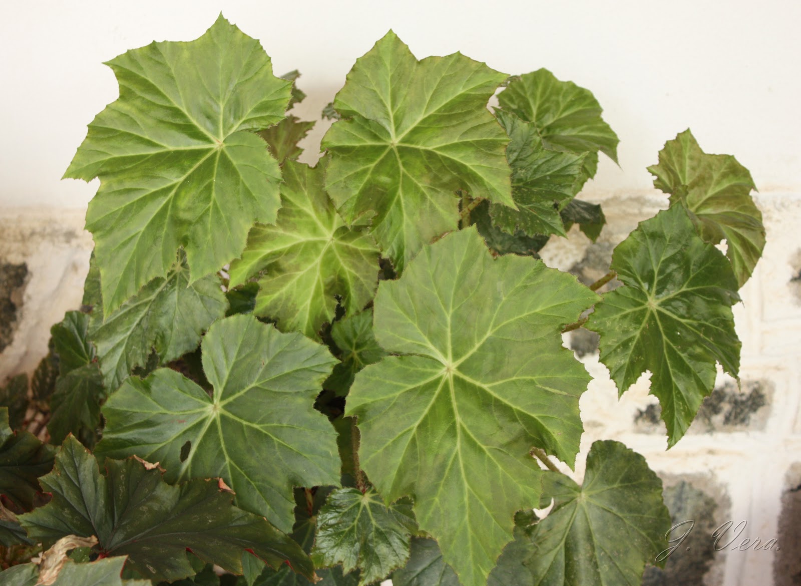 Un jardín en Málaga: Begonia ricinifolia