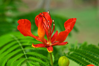 Princess In MudBoots: International Flowers