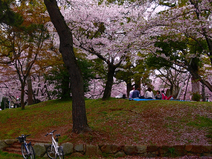 Traveler Guide: Sakura picnic