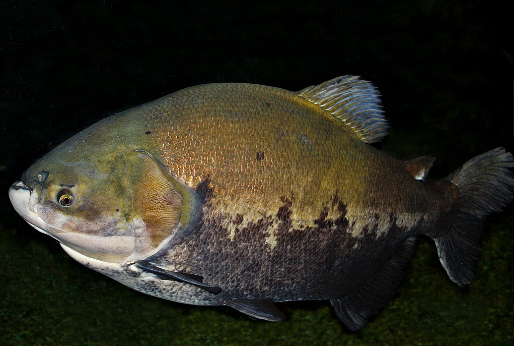 Natureza, Perfeição sem tamanho...