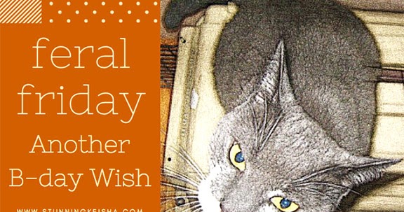 Another Feral Friday Birthday Wish | Stunning Keisha