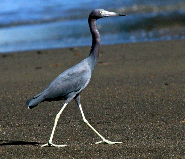 Bellas Aves de El Salvador: Egretta caerulea (pequeña garza azul ...