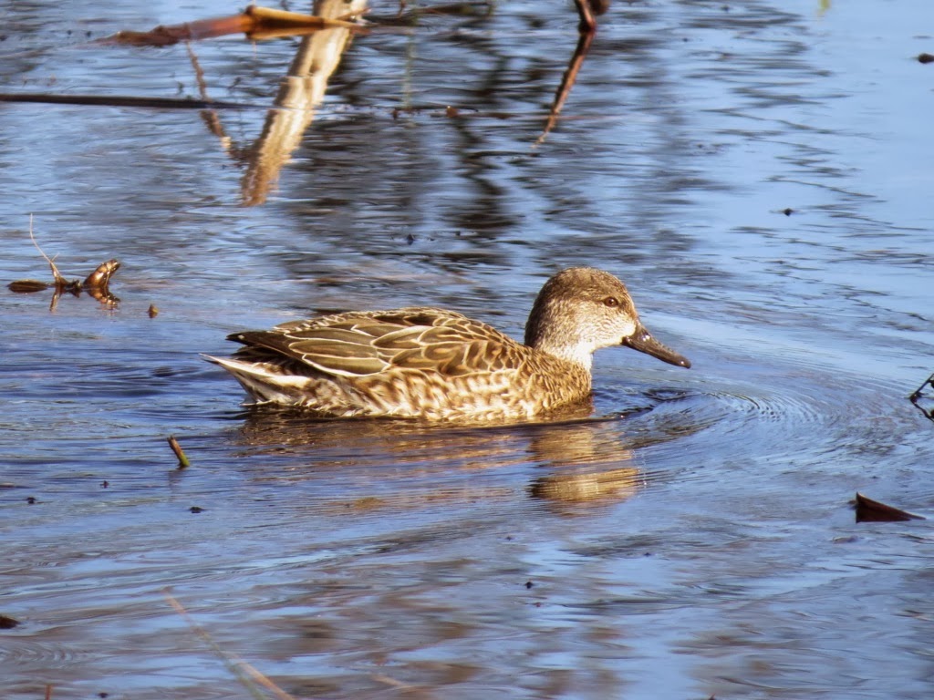 MINI NATURALEZA: CERCETA CARRETONA y CERCETA COMÚN