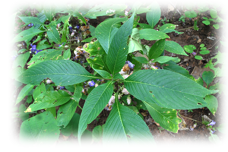 Karvi that flowers after 8 yrs | Karvi identification | Strobilanthes ...