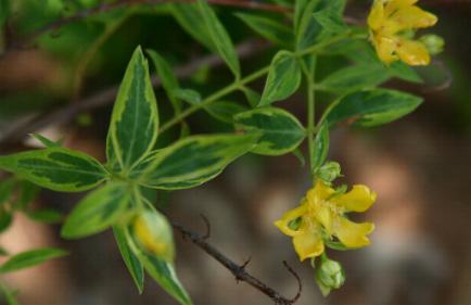 Hoot Owl Hollow: Hypericum perforatum (and some others)