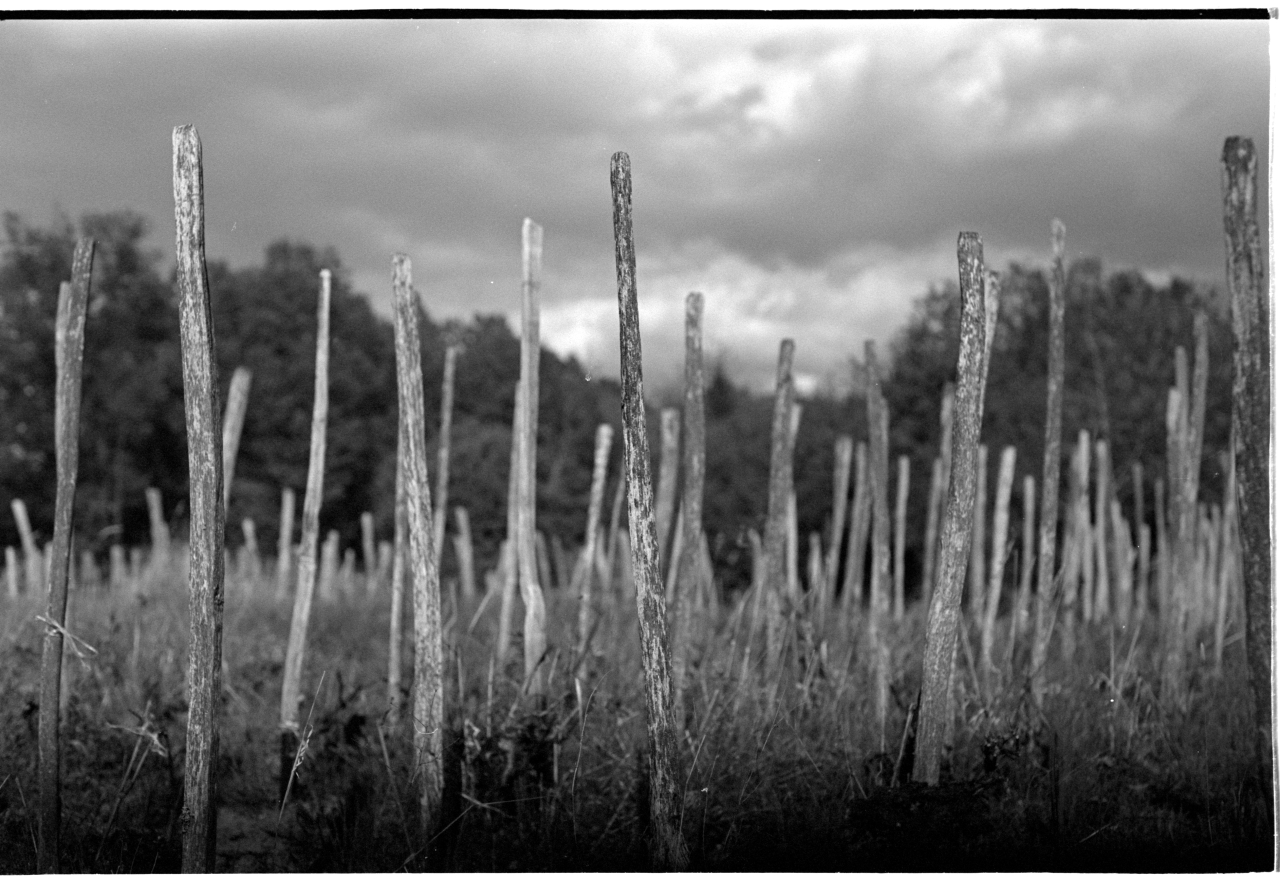 Adox Silvermax 100 in D76 1+1 12 mins. - Shoot film, have fun