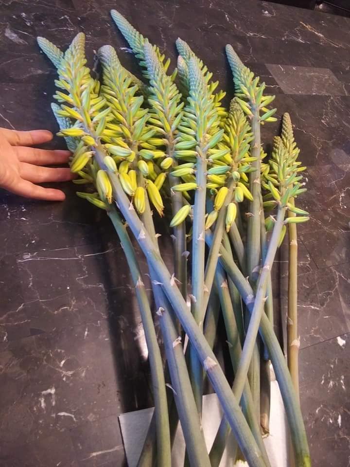 FLOR DE SABILA CON POLLO EN SALSA ROJA