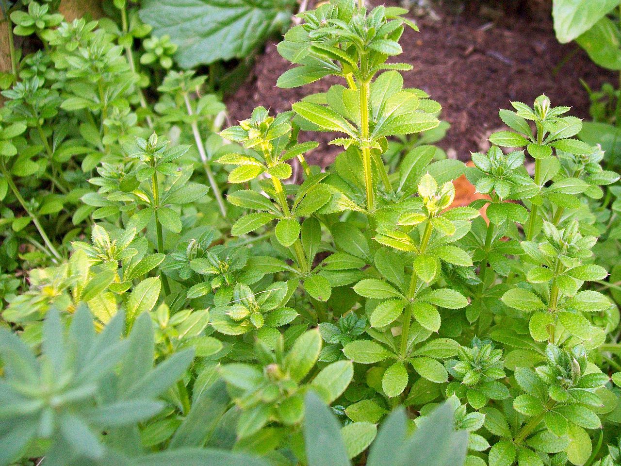 Earth and Space News: Americanized Cleavers Gardens for Ground Covers ...