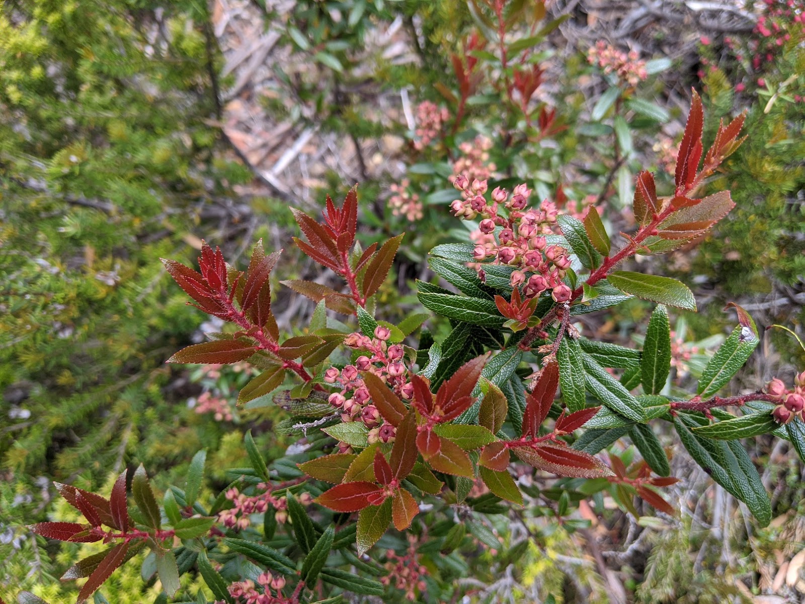 A Field Notebook: On the Snow Gum trail to Rodway Hut, Mount Field ...