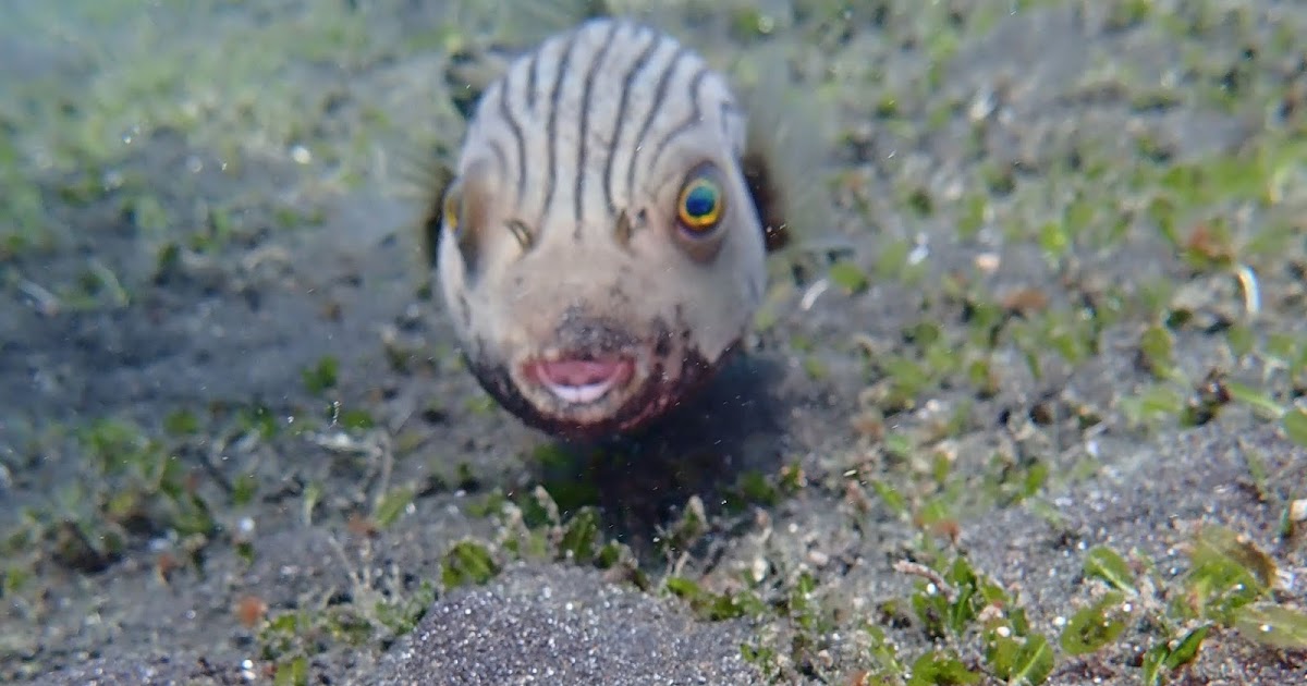 Indonesia- Sulawesi-Lembeh Straits- Fish Face