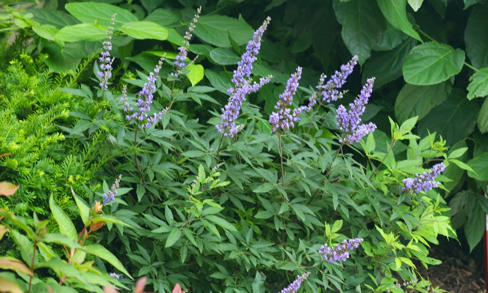 The Plant Hunter: Every Plant Tells a Story