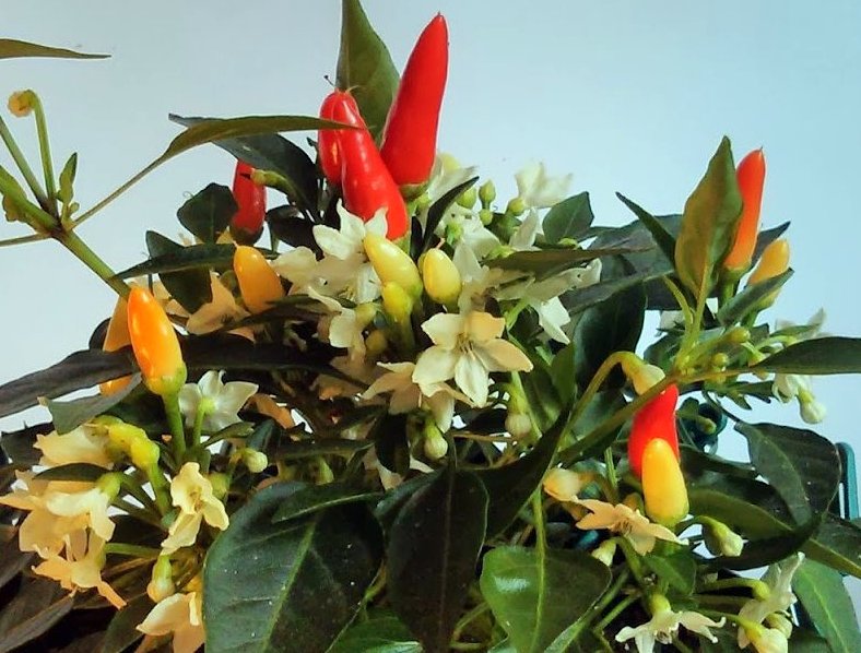 Chili Farmer: Piri Piri 4 Monate alt