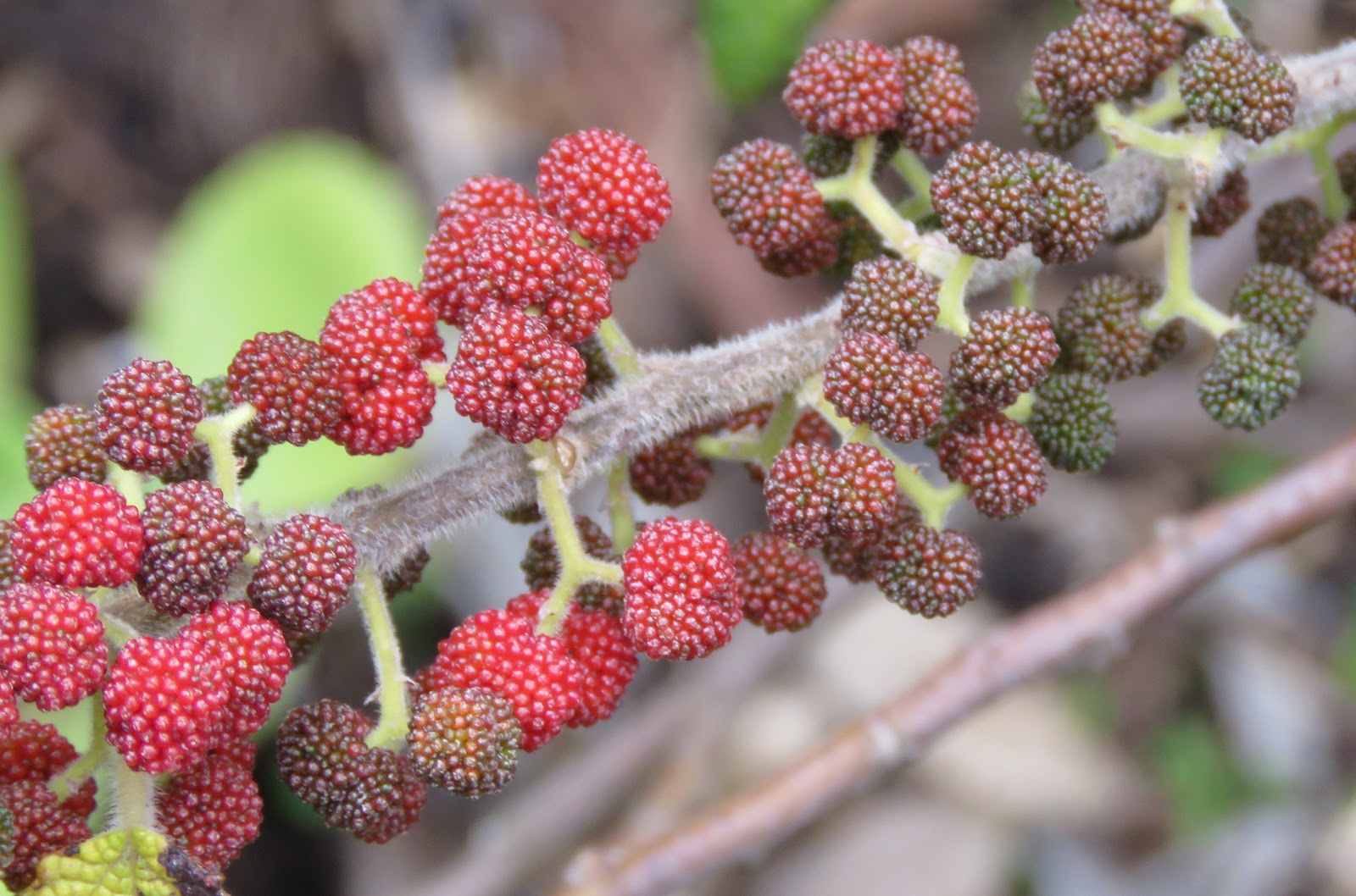 Useful red-fruited nettle