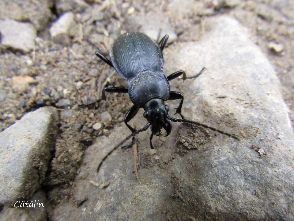 Beetles from Romania: Carabus (Eucarabus) obsoletus