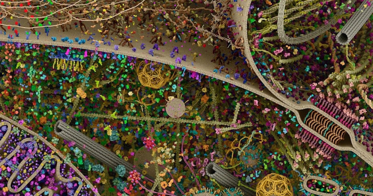 The Monkey Buddha: Molecular Landscapes of a Cell