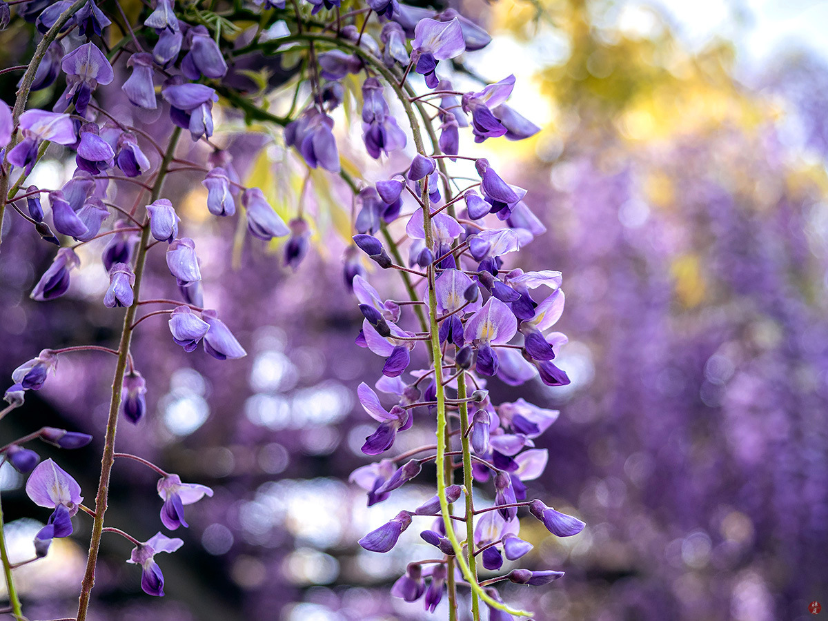 FROM THE GARDEN OF ZEN: Fuji (Wisteria floribunda) flowers: Ofuna ...