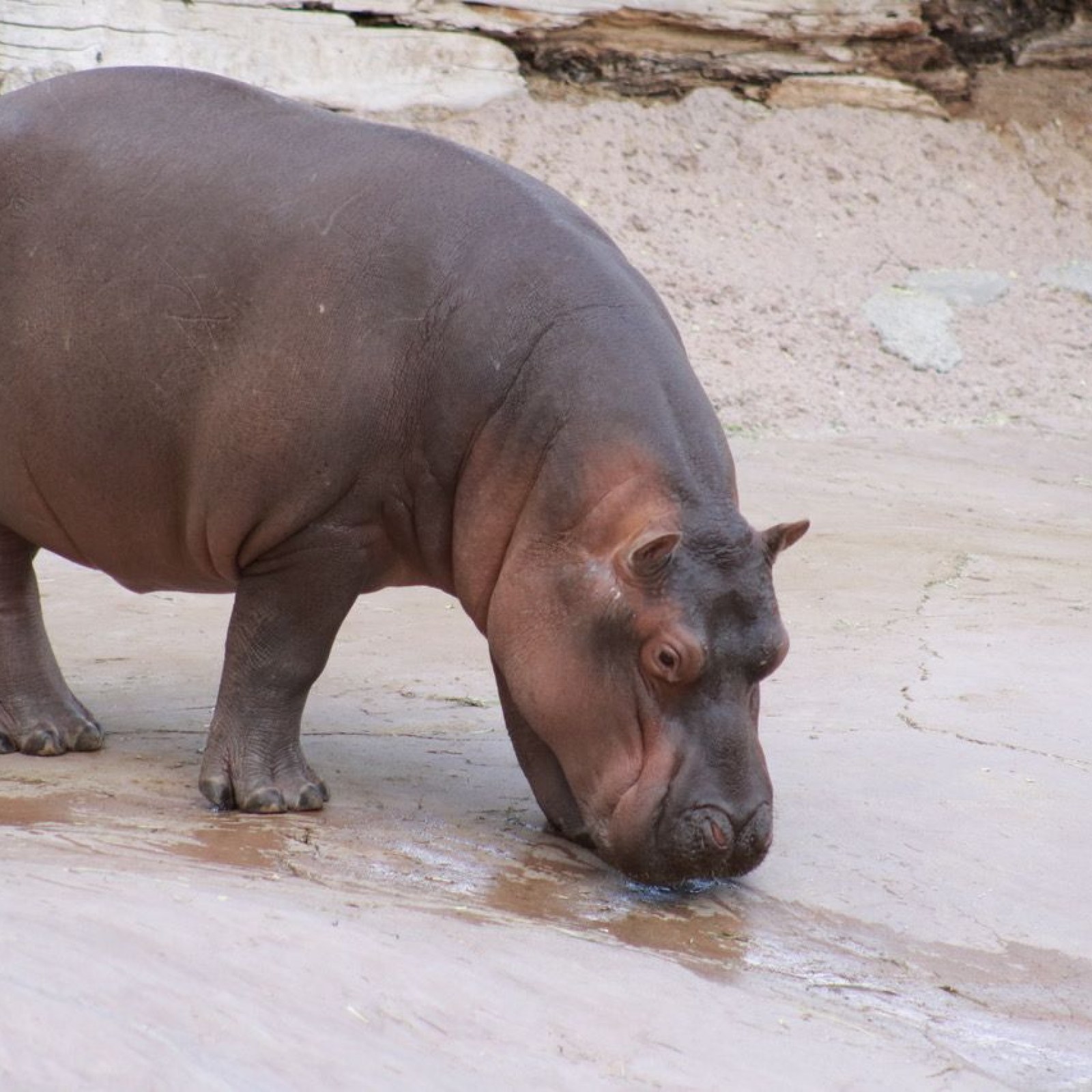 ANIMALS TIME : Hippo (Gallery 2)