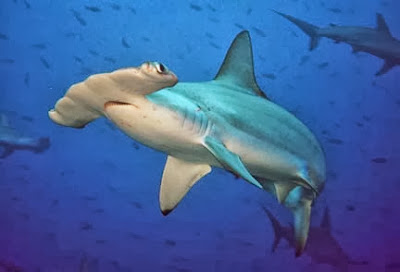 Honu Hawaiian Diving: Scalloped Hammerhead