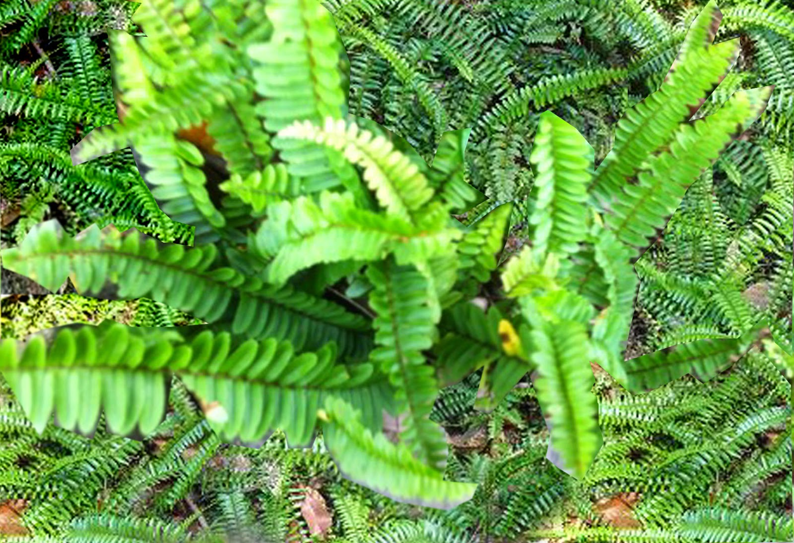 Garden Ferns and Ground Covers in Malaysia and Singapore: Ferns and ...