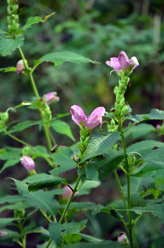 Zone Five and a Half: Plants That Thrive Where the "Sun Don't Shine ...
