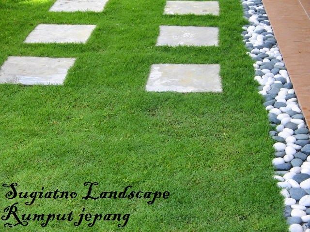 Rumput jepang / peking | Petani rumput hias | Tukang Taman