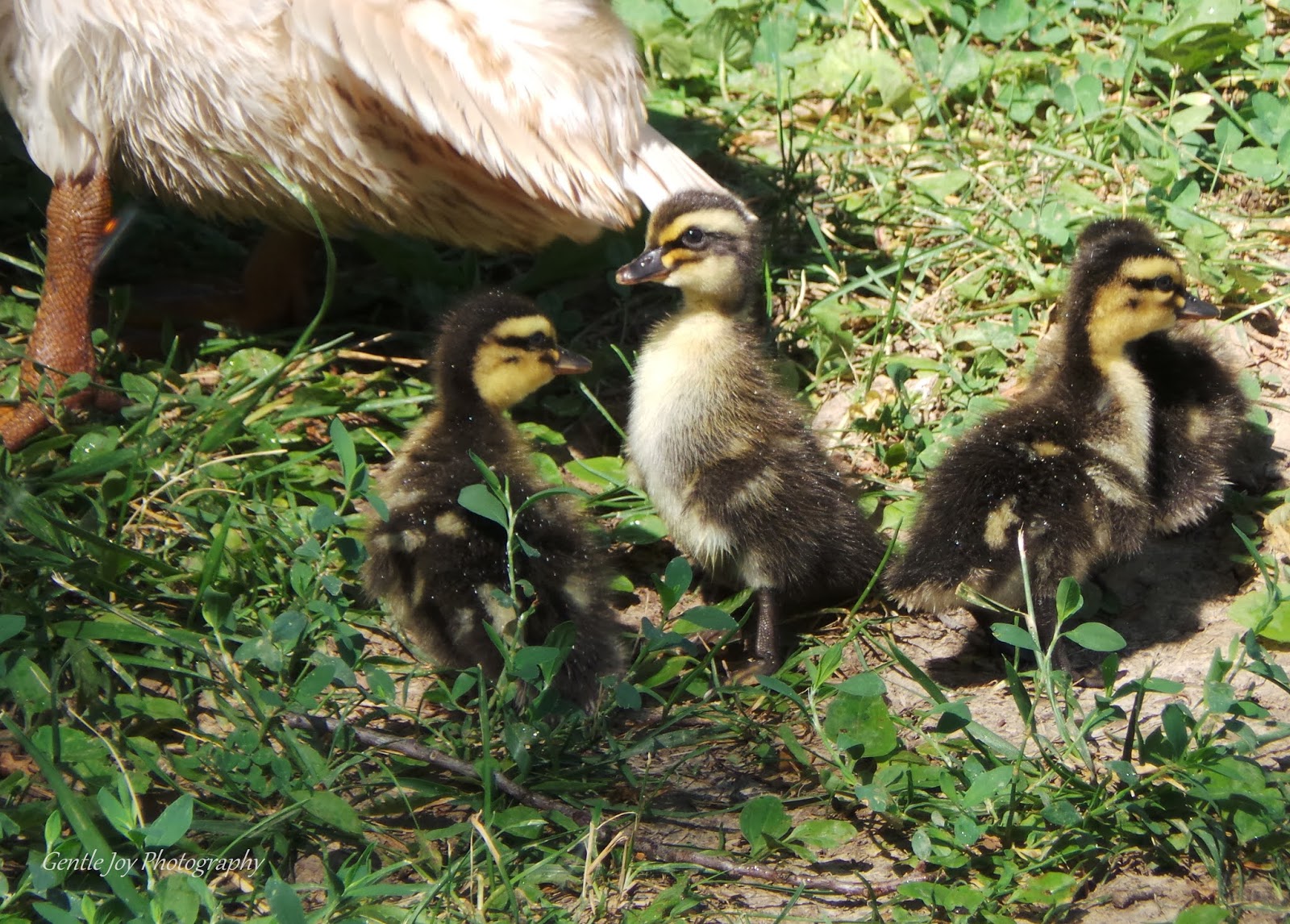 Gentle Joy Photography: Ducklings and Their Mama