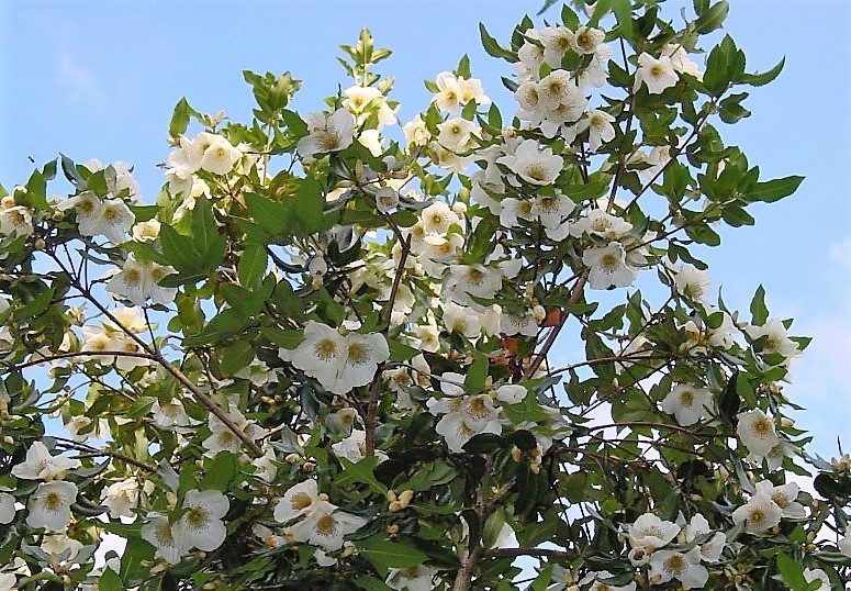 HOW TO GROW EUCRYPHIA X INTERMEDIA 'Rostrevor' |The Garden of Eaden