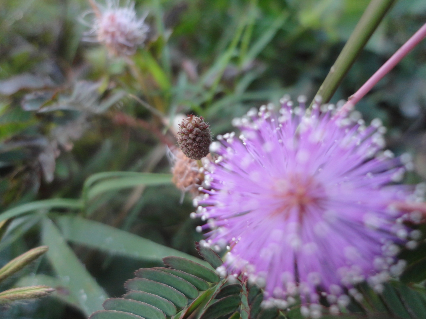 Singonolo Art.: Bunga Putri Malu