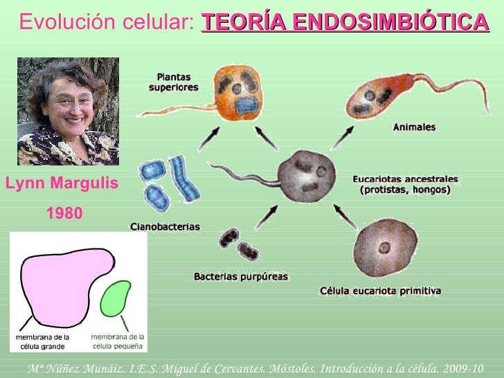 Mujerícolas: Lynn Margulis. Bióloga