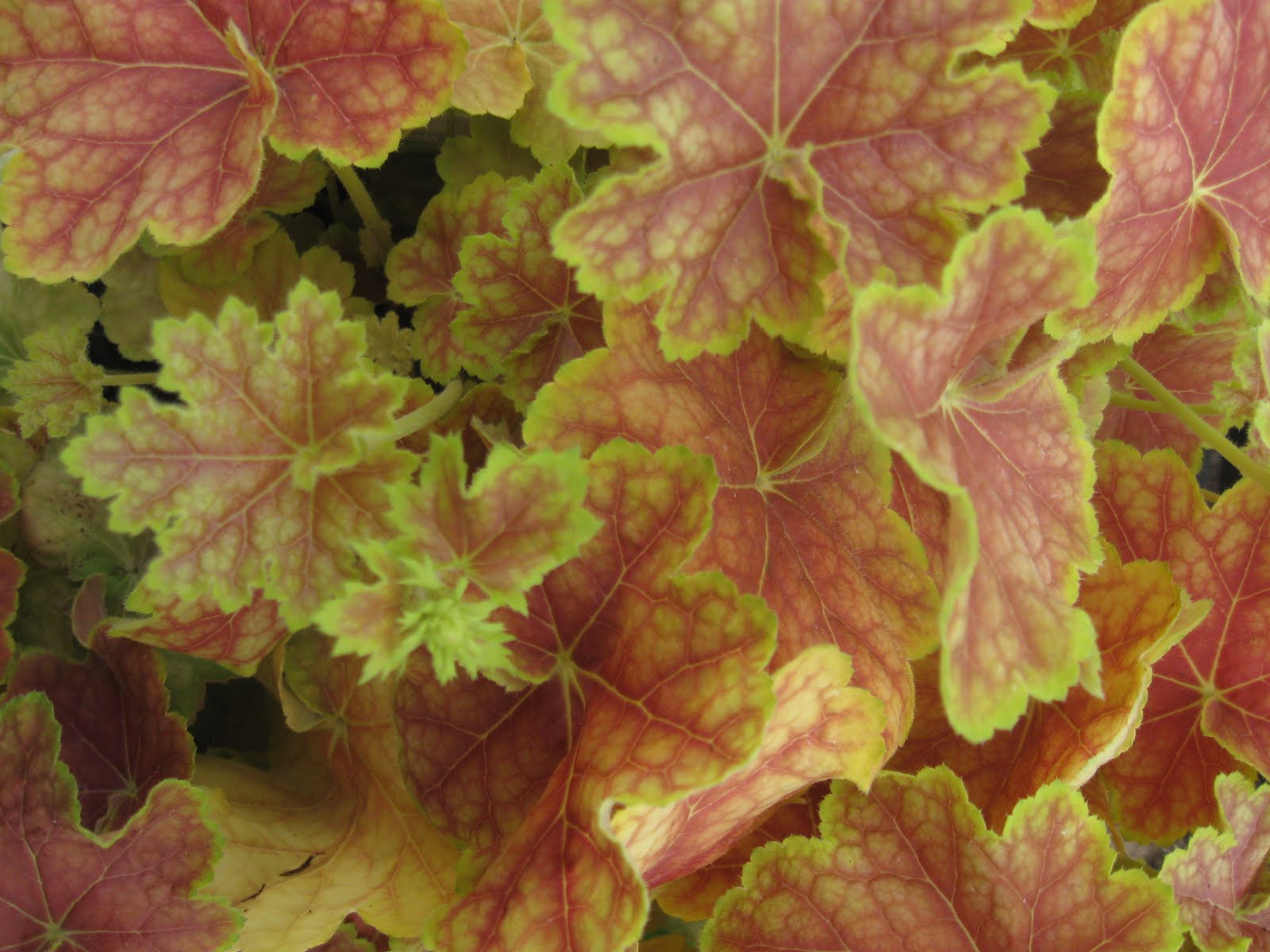 Pittsgrove Farms - Plant Dirt: Dig It-Heuchera-"Coral Bells"