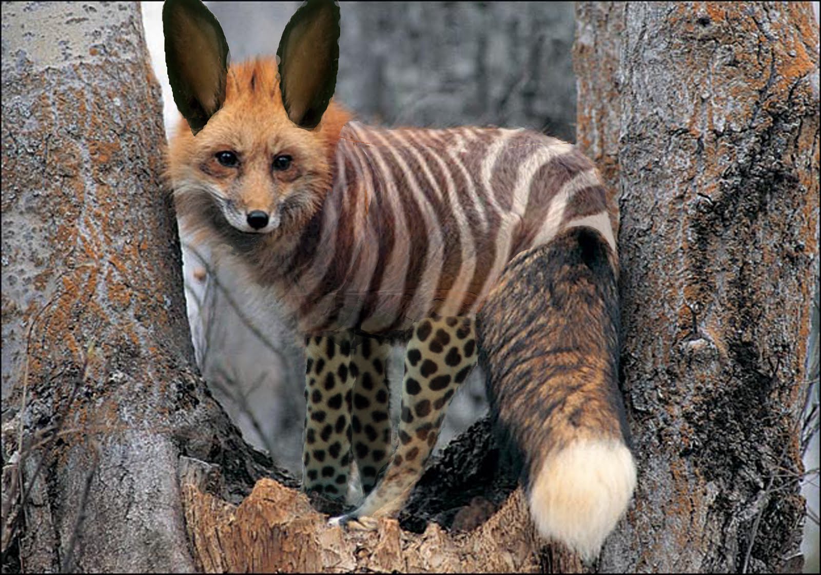 A Blog by Ellie Pond: A Mix of Beautiful Animals