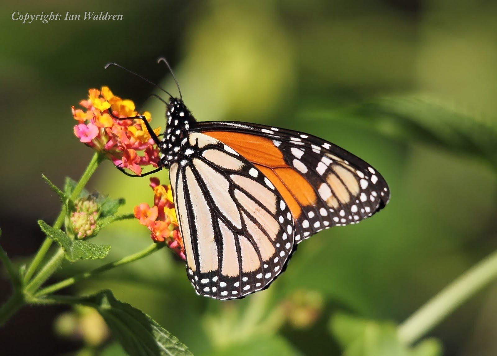 WILD TROPICAL QUEENSLAND: Butterflies