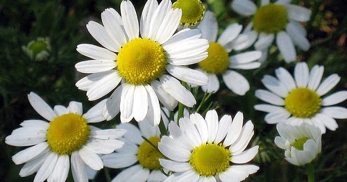 Musetelul ~ Plante medicinale