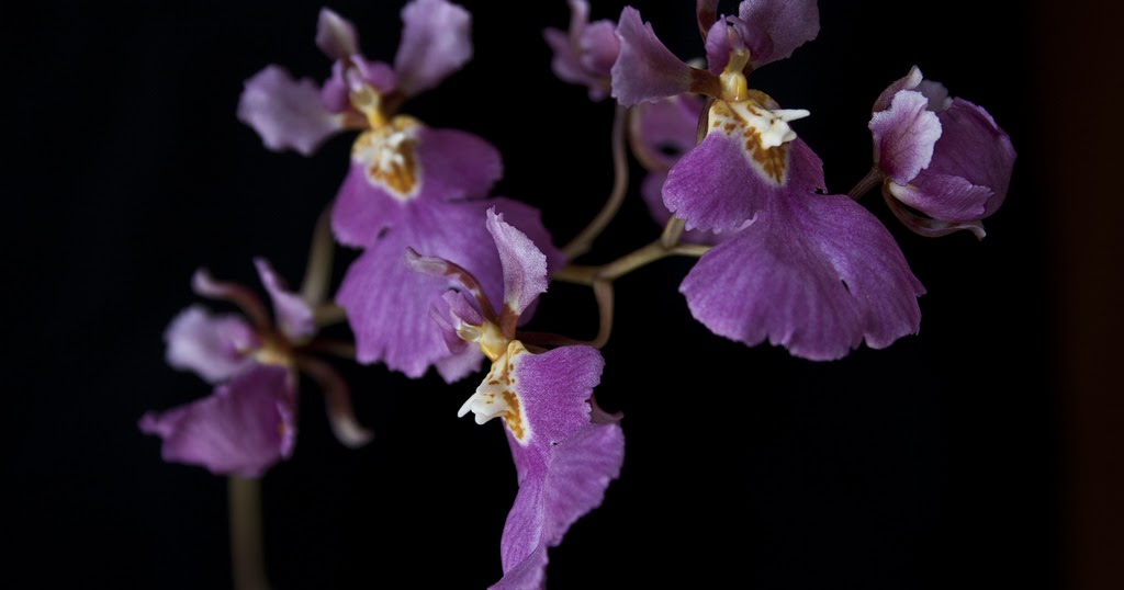 Tolumnia pulchella care and culture | Travaldo's blog