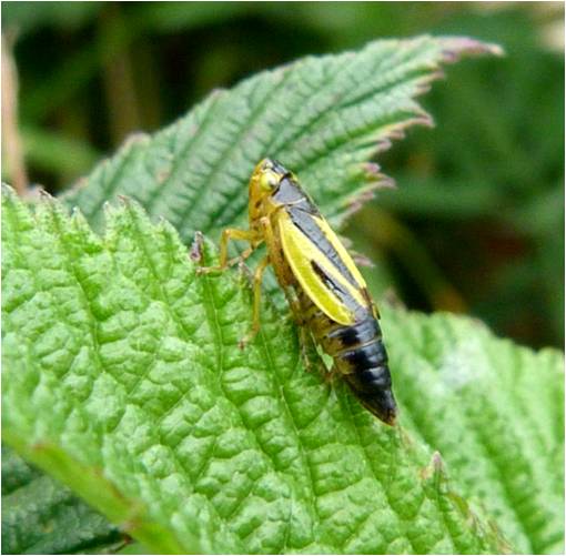 Insects of Scotland: True Bugs