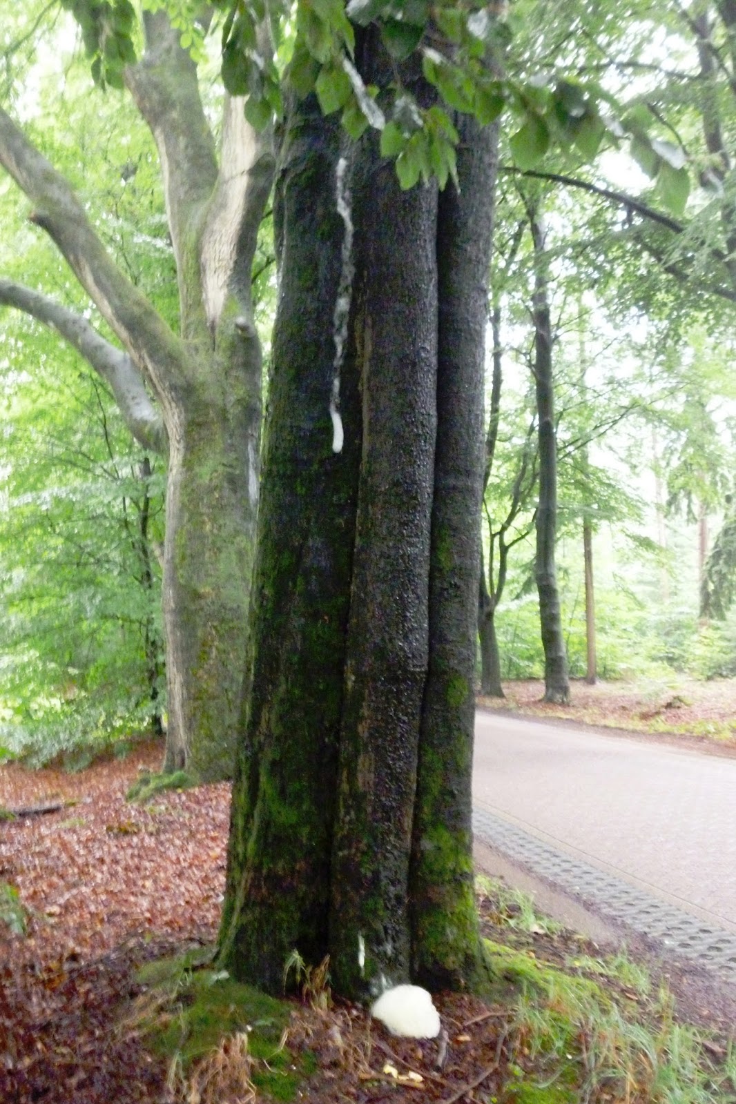 Bomenstichting Achterhoek: Beuk met schuim