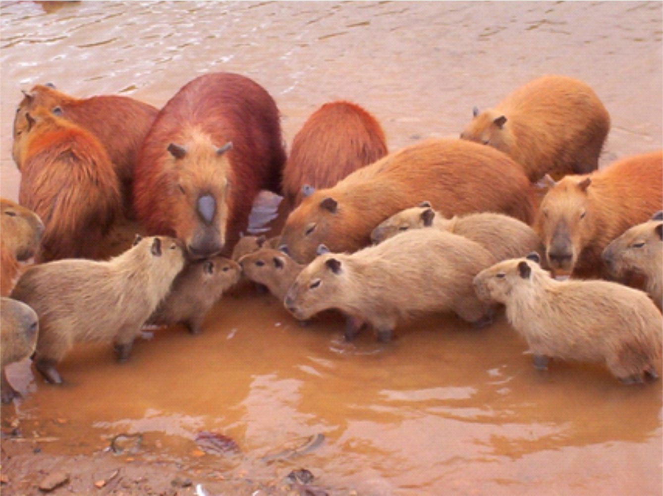 BIO-Blog Aves & Mamíferos: Hydrochoerus hydrochaeris - Capivara