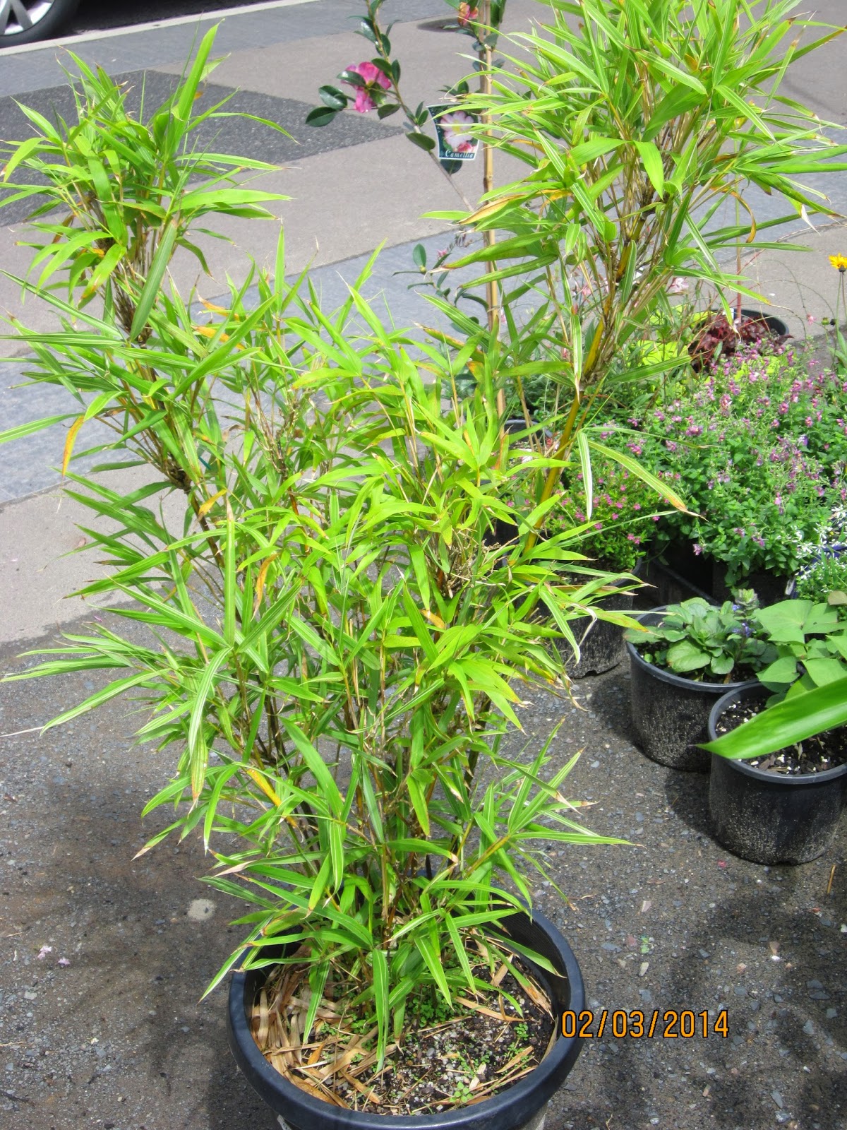 The Niche Nursery: Bamboo Sale at The Niche.