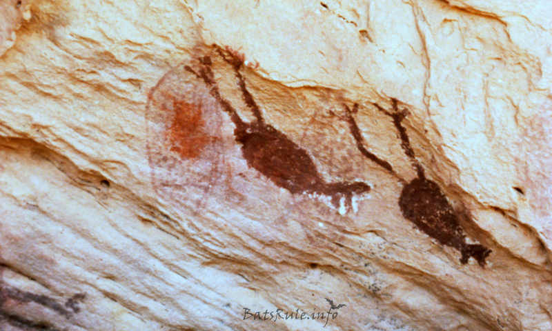 Bat fossil solves evolution poser