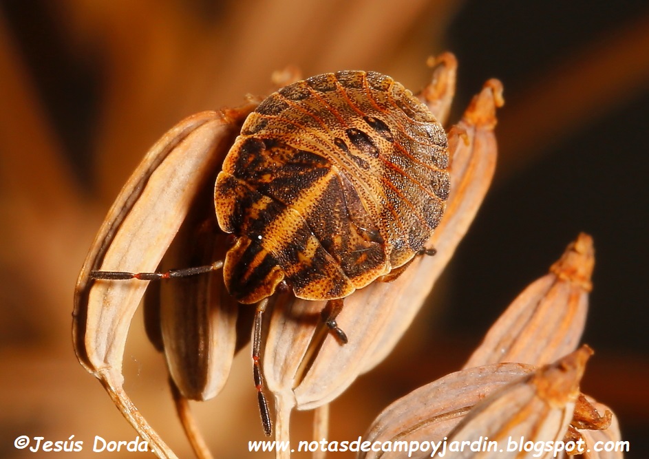 Notas de campo y jardín: El hinojo y sus insectos (2): La chinche ...