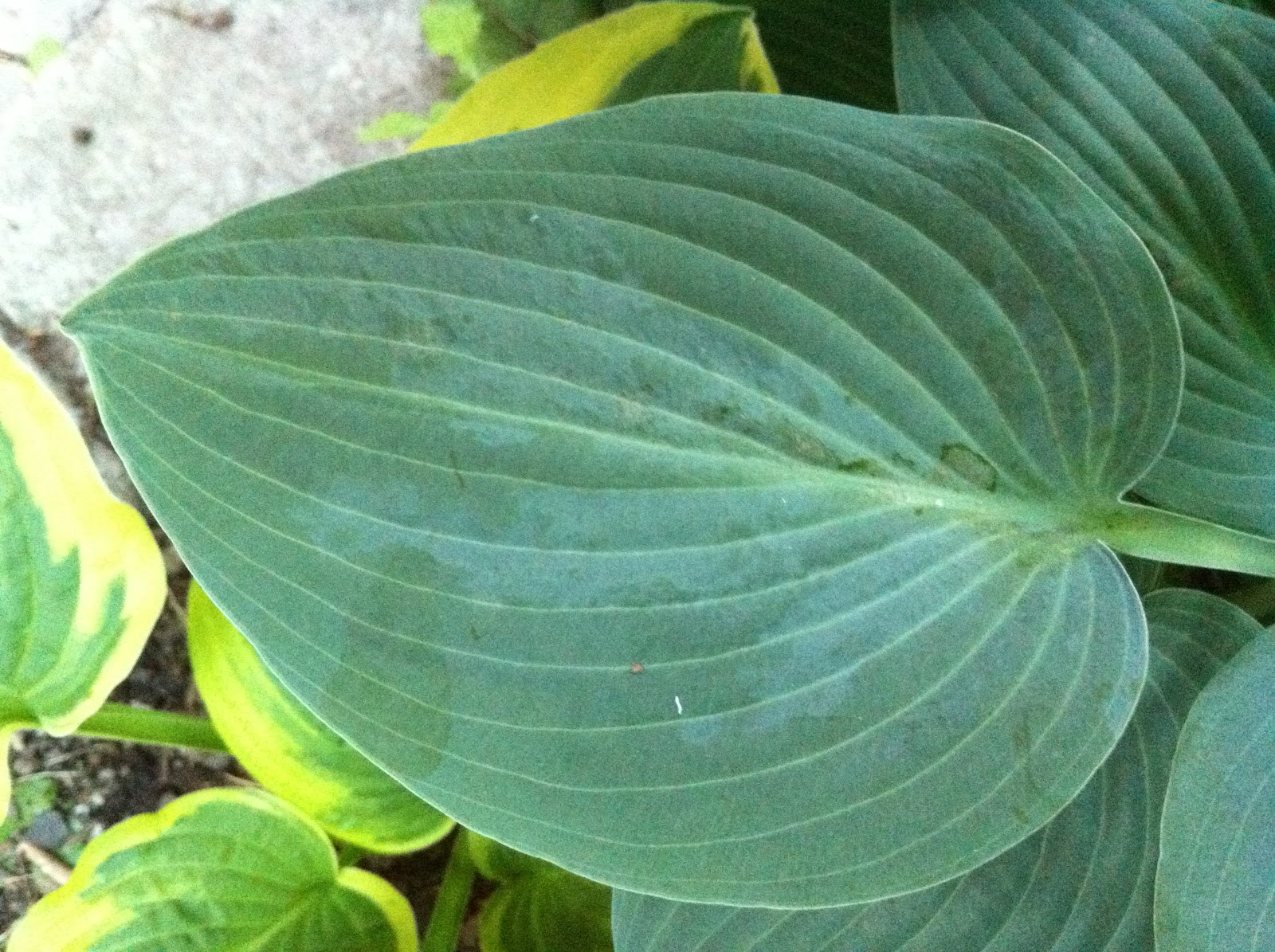 Sannas Värld: Hosta
