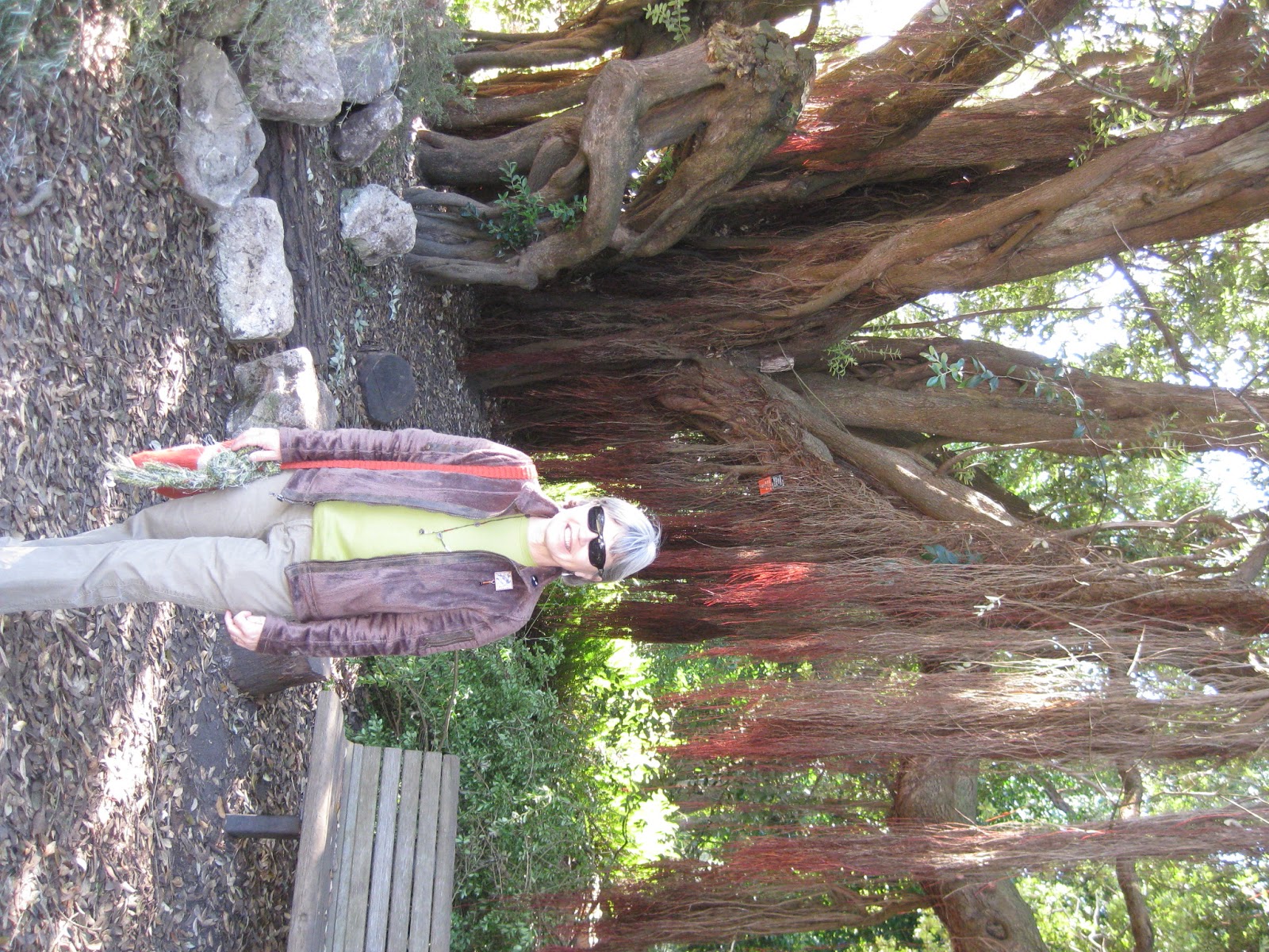 Trees of Santa Cruz County: Metrosideros excelsa - New Zealand ...