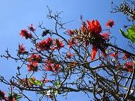Philippine Native Forest Trees: DAP-DAP or another Erythrina sp.?