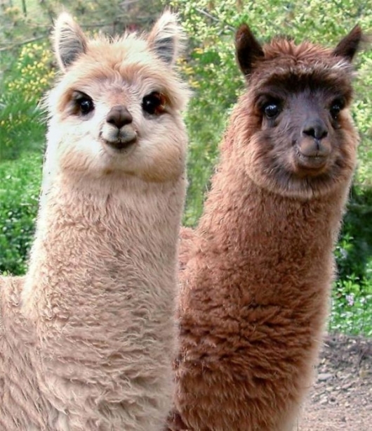 Alpaca Action Squad: What is all this Alpaction?