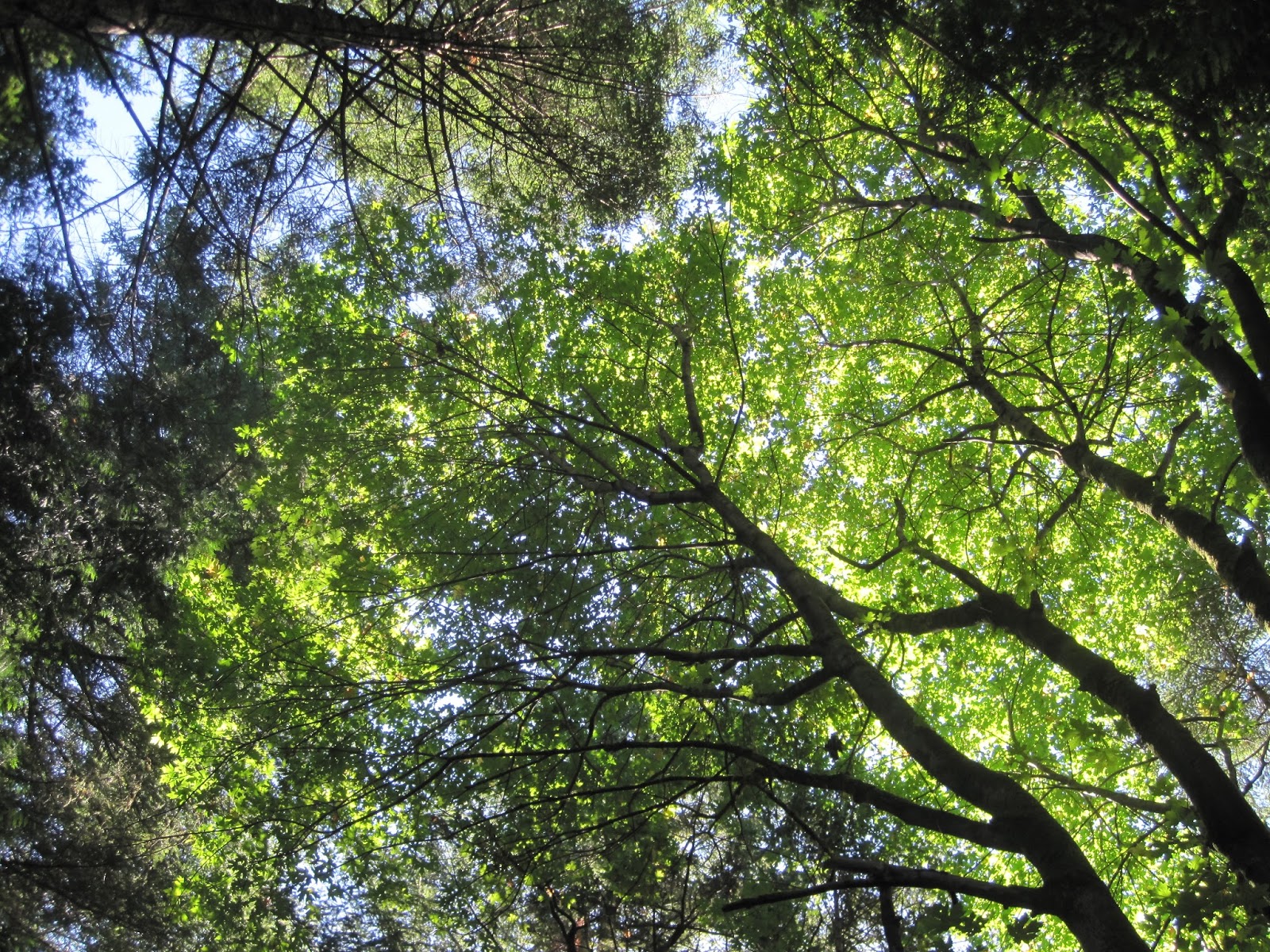 GollyGeeGosh: Hornby 2016 - Day 3 - Halliwell Park Tree Canopy