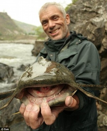 Giant Devil Catfish - The Goonch Catfish: Goonch Catfish Pictures
