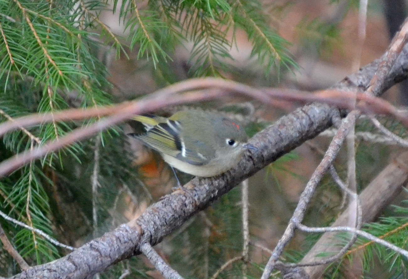Woods Walks and Wildlife: November 2012