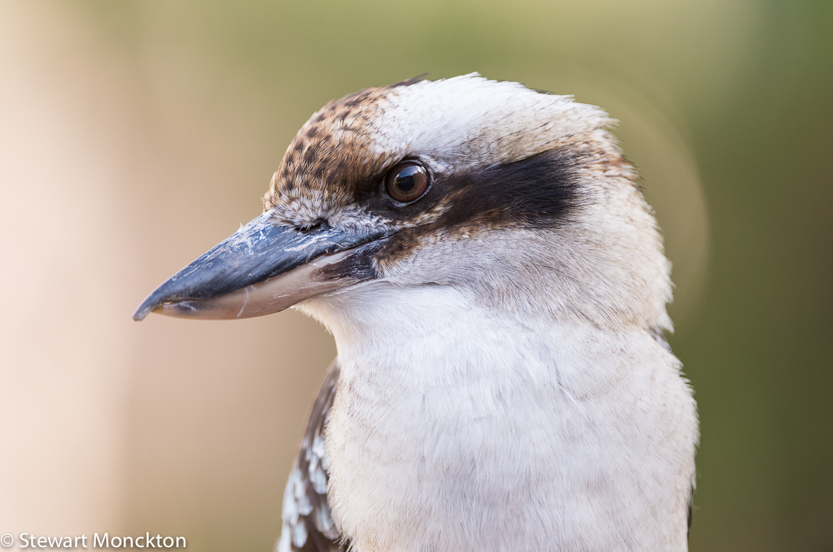 Paying Ready Attention - Photo Gallery: Wild Bird Wednesday 300 ...